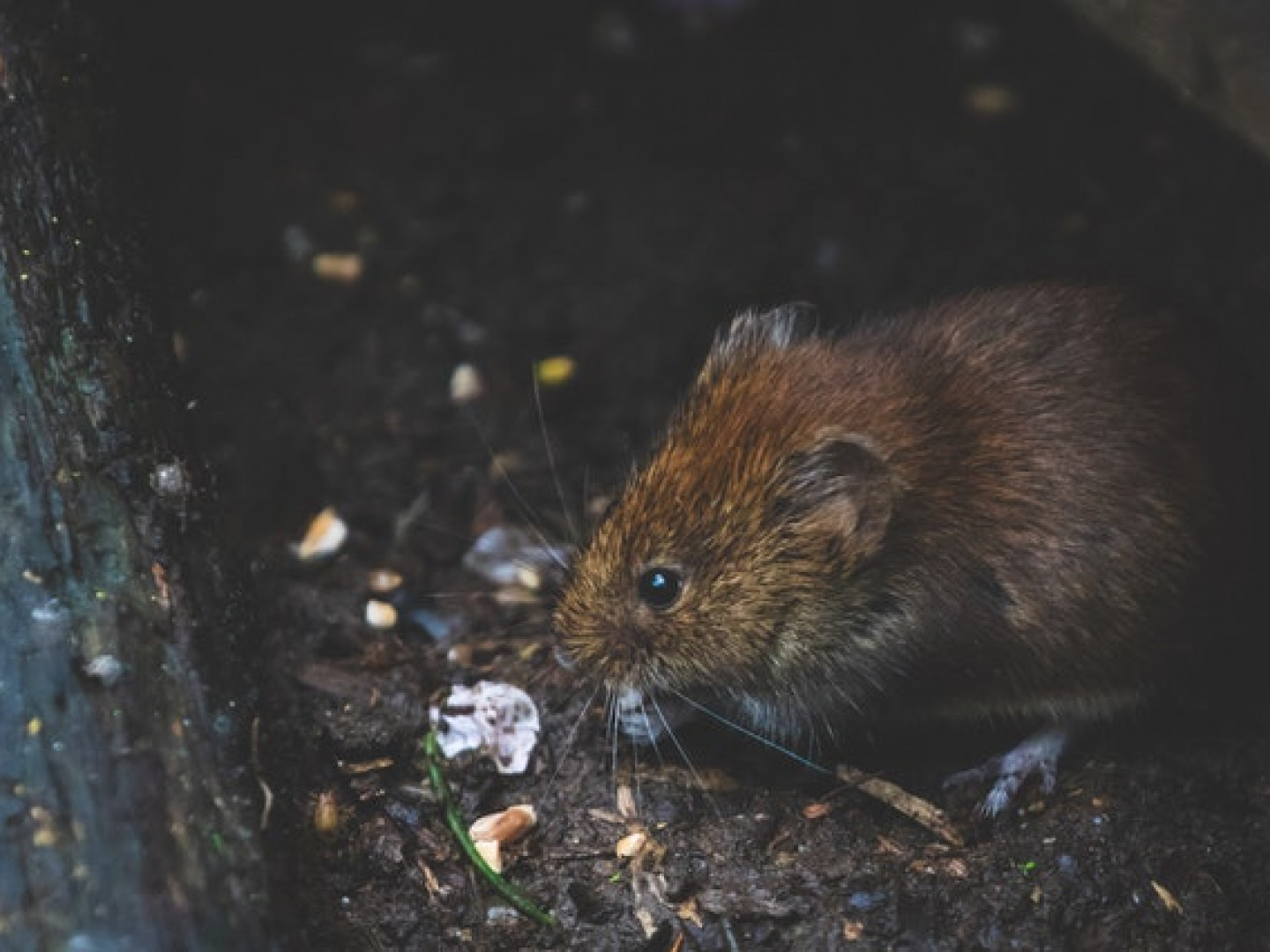 Rodent Control & Inspection Services: Pearsall, Devine, Dilley ...